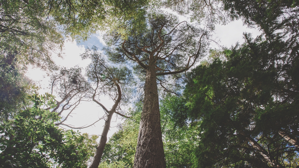 Tom Raffield website | Nixon Design